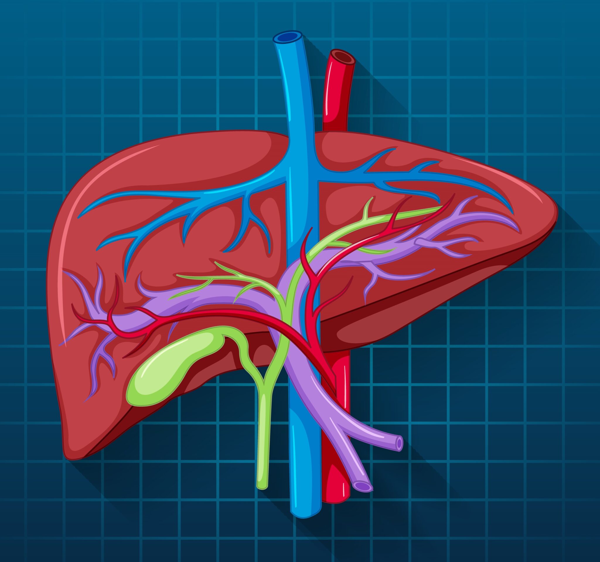 Drainage 101: Liver and Bile Duct